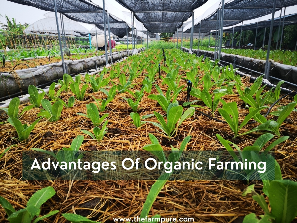 Advantages Of Organic Farming - The FarmPURE