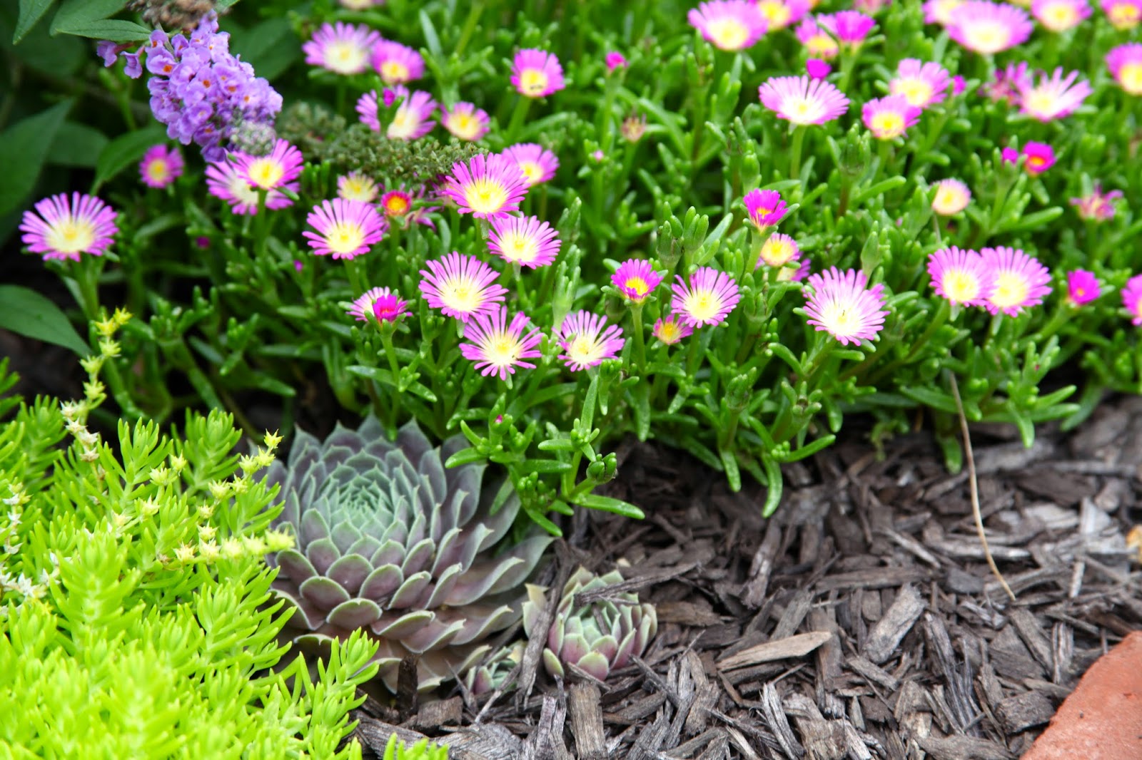 {Lily's Garden} Garden Tour | The Brick Bungalow