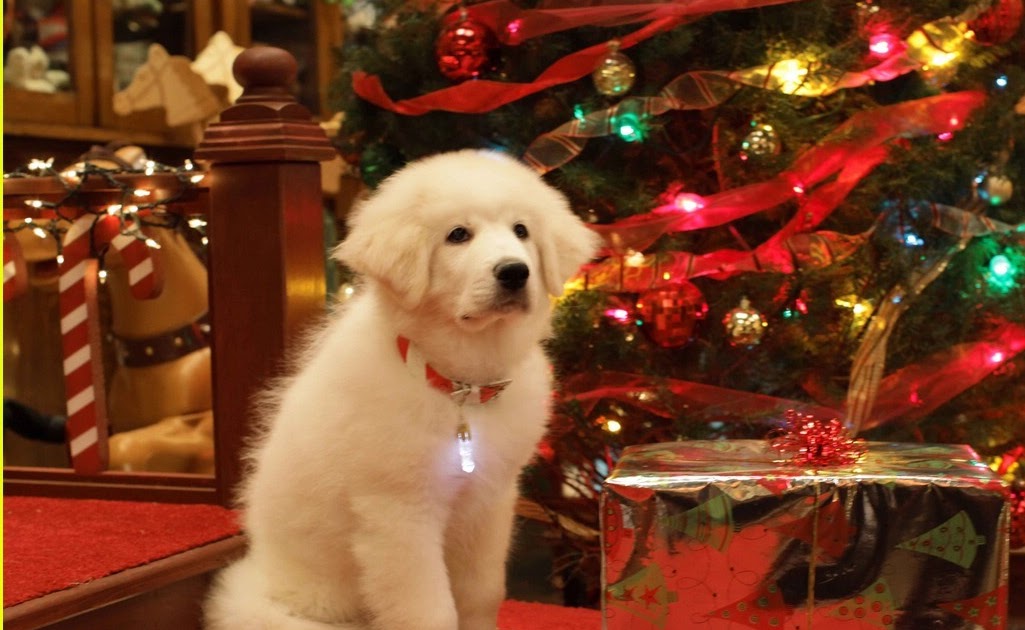The 1709 Blog: Santa Paws, the magic of Christmas and a posse of elves