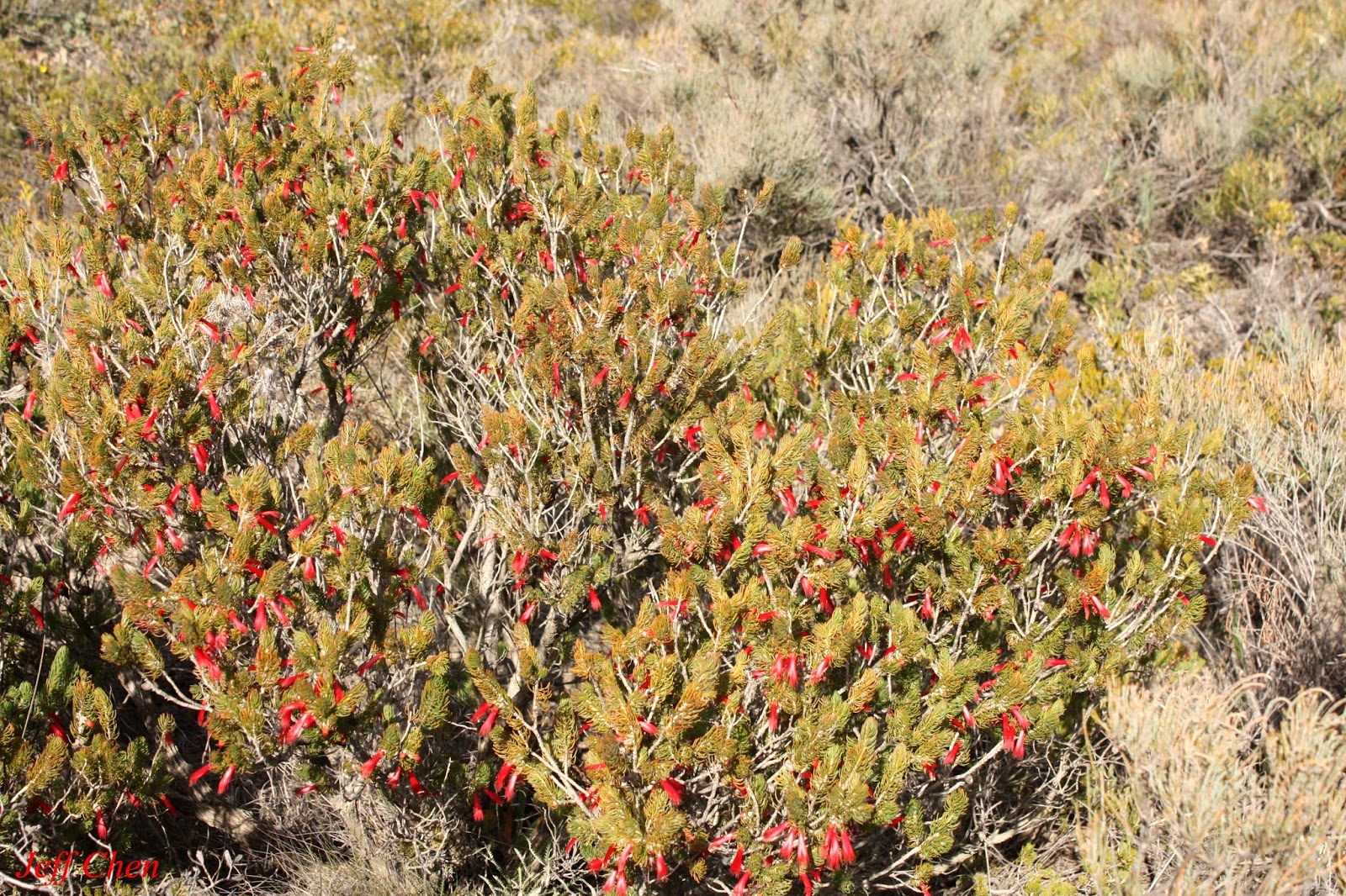 Jeff Chen旅遊登山攝影: Badgingarra National Park, WA