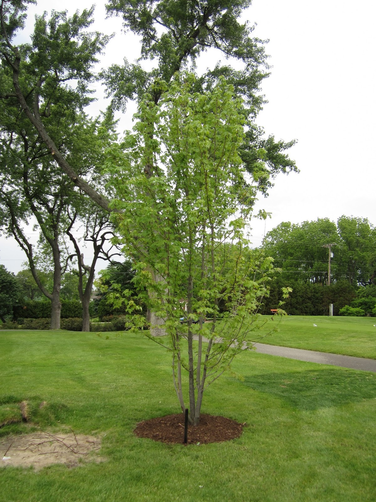 Forest Lake Country Club: Tree planting