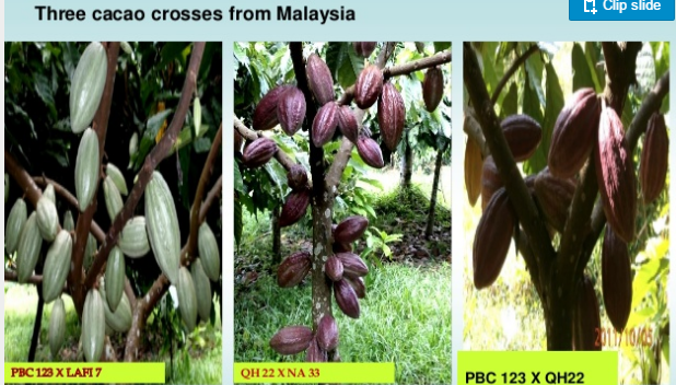 cpb_CocoaPinasBlogs: How to determine cacao variety accredited?