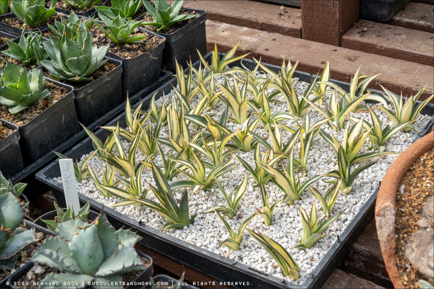 Jeremy Spath's Hidden Agave Ranch: the greenhouse
