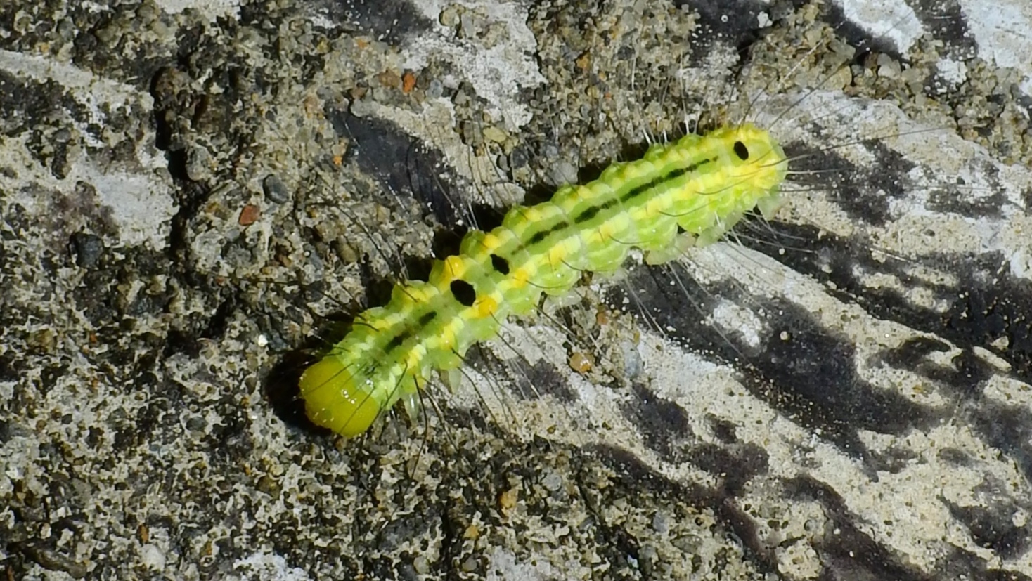 台灣-鳥類與昆蟲-自然觀察記錄: 癩皮瘤蛾/烏桕偽切翅夜蛾 Gadirtha inexacta/瘤蛾科 Nolidae
