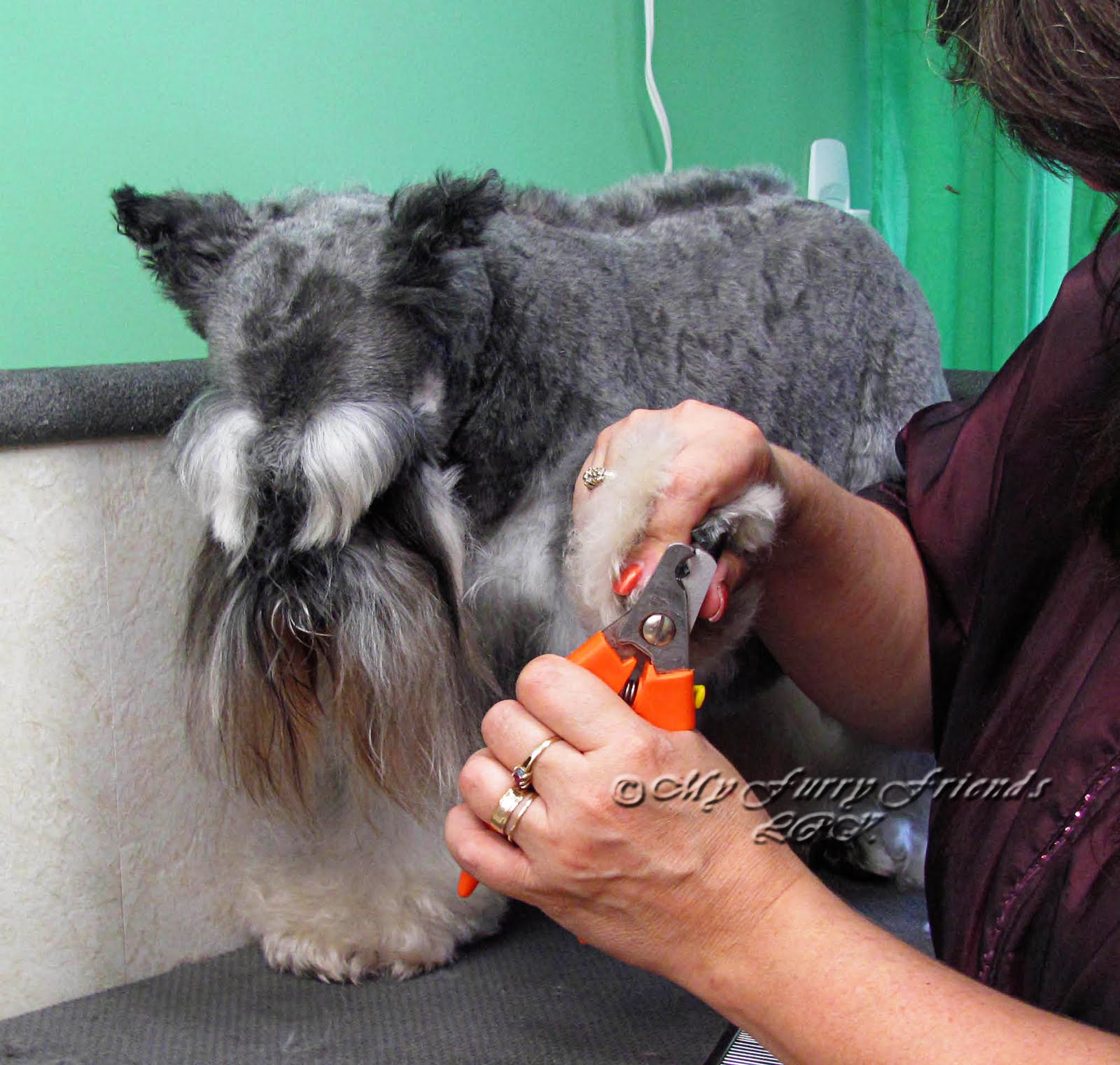 Pet Grooming: The Good, The Bad, & The Furry: A Simple Pleasure