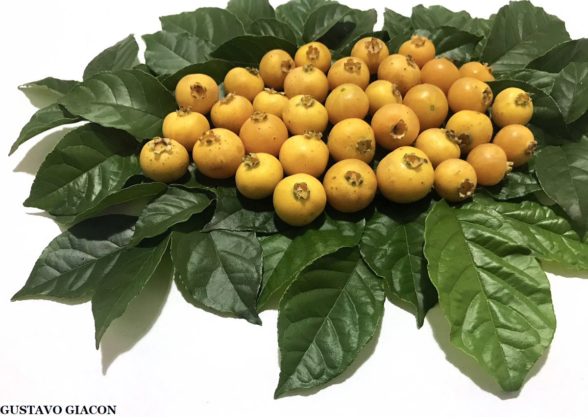 Viveiro Ciprest - Plantas Nativas e Exóticas: Guabiroba Amarela do ...