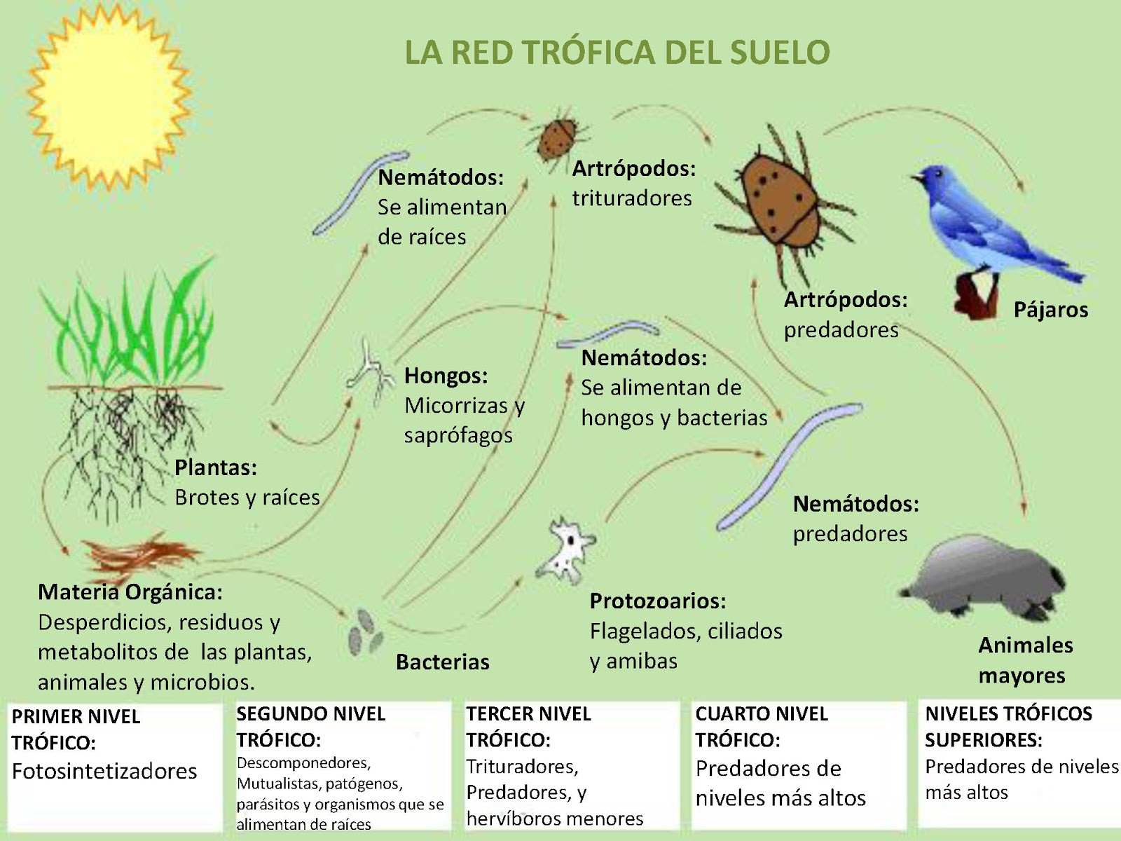DiverCiencia: Clase1. Relaciones Tróficas en los ecosistemas, Flujo de ...