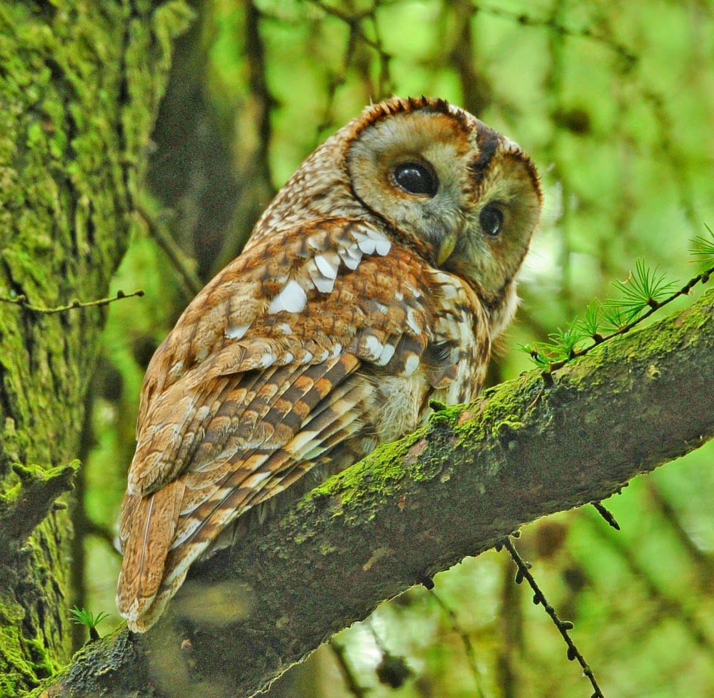 Brian Rafferty...Wildlife Photographer: Owl Watching