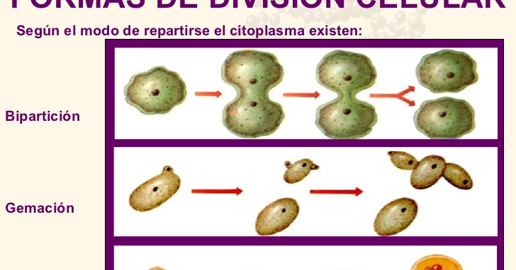 BIOLOGIA 2: Reproducciòn asexual