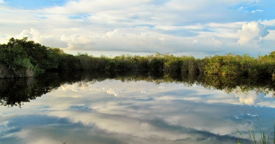 Carmen Ferreiro: Freshwater Slough (Everglades)