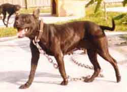 Pit Dog Report: GR CH REBEL'S SHADY LADY (5XW) POR