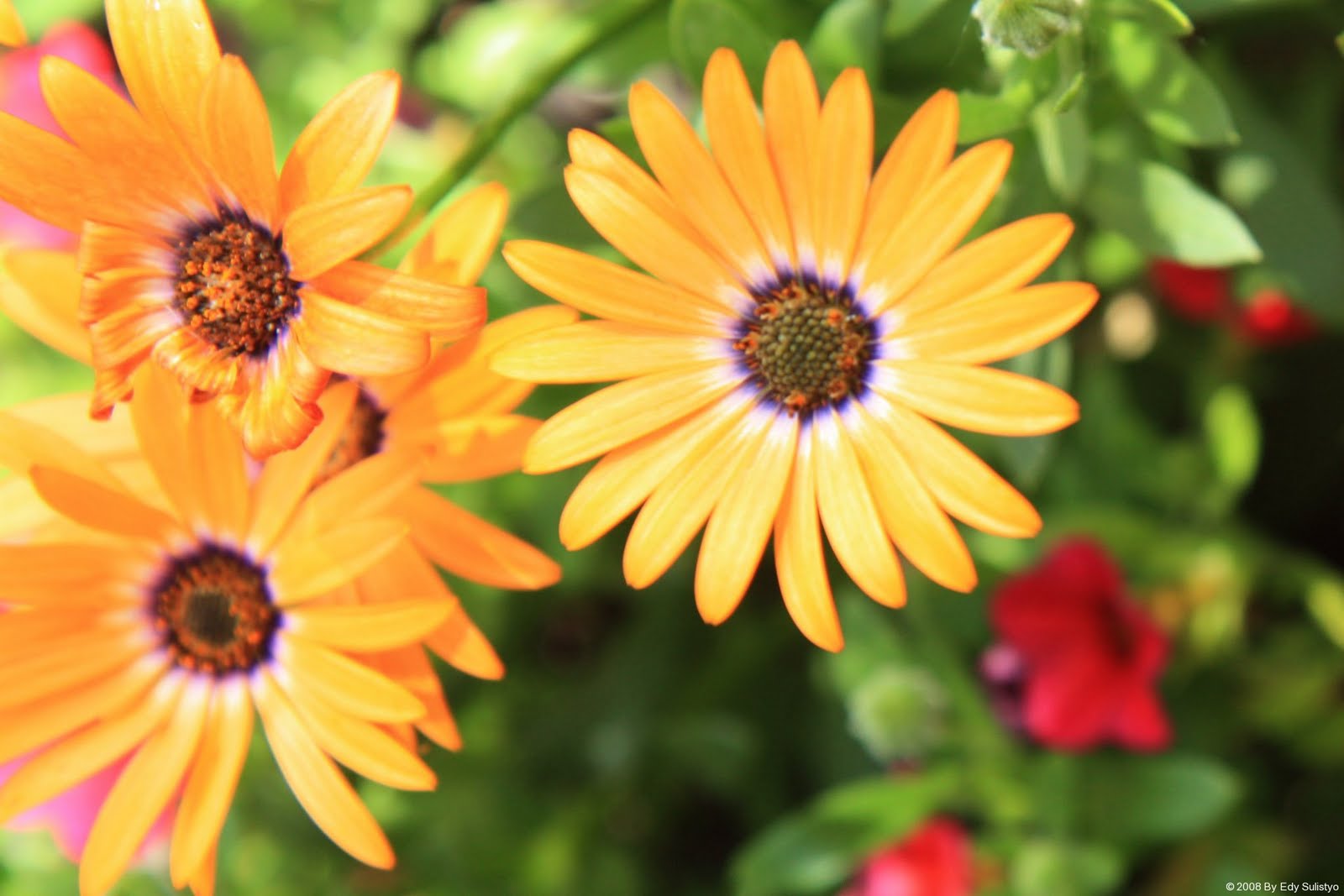 MY ART HOUSE: bunga-bunga ( sesuai untuk tajuk cawan,helmet dan kad )