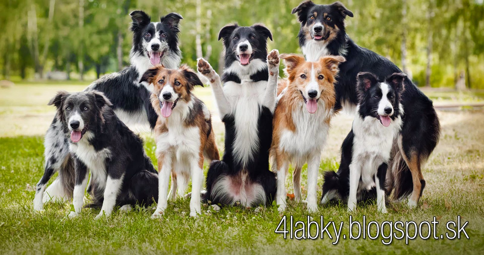 Borderská kólia (Border Collie) | 4 LABKY