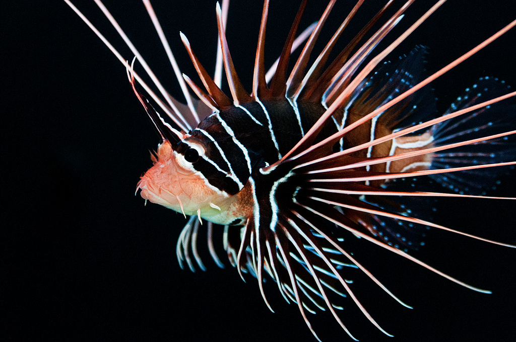 Invasive Marine Species : Lion fish ( Pterois volitans )
