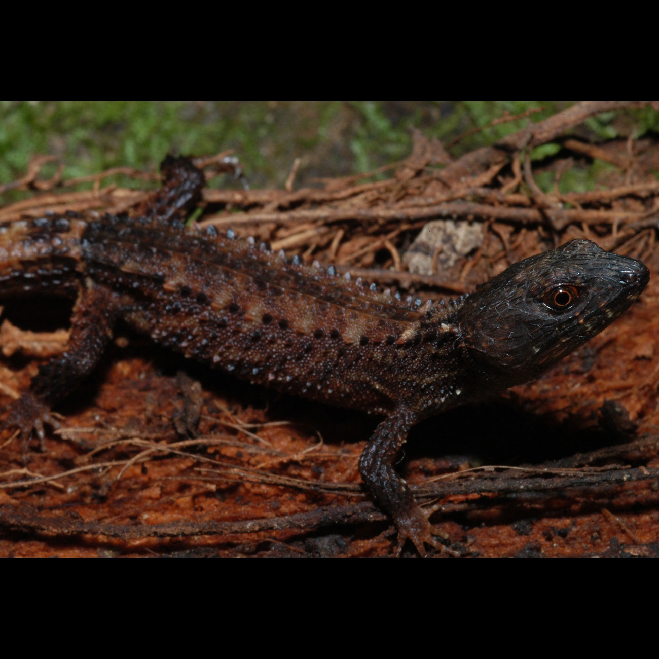 Species New to Science: [Herpetology • 2017] Tribolonotus parkeri & T ...