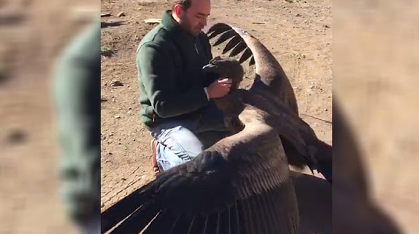 Condor Flies Down To Say Hi To The Man Who Saved Him As A Chick