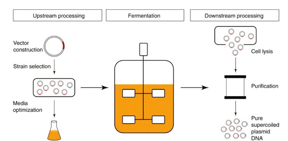 Biologyworld - Best notes for students: Biotechnology: Principles and ...