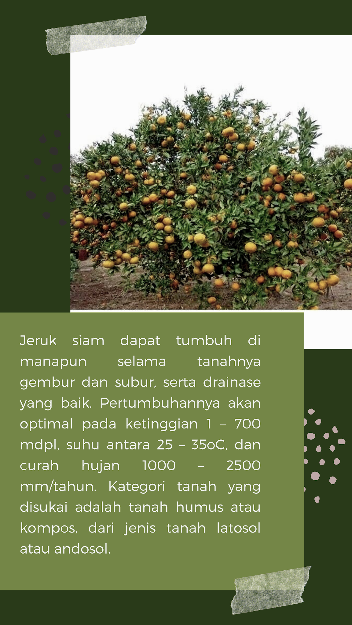 Agrowisata Petik Jeruk Selorejo