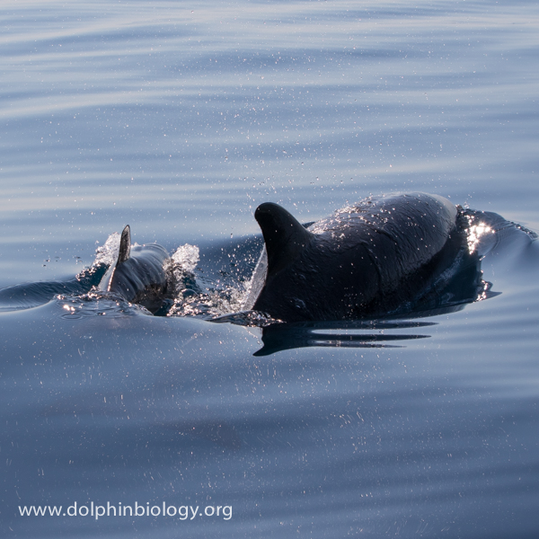 Dolphin Biology and Conservation: Fetal folds