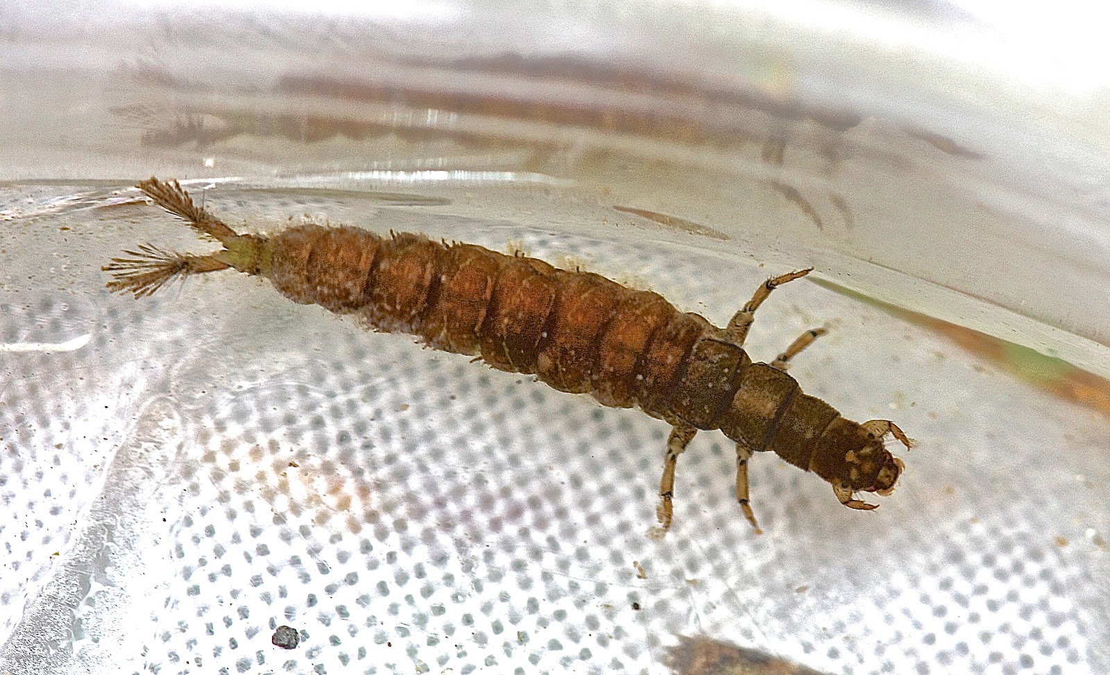 Aquatic Insects of Central Virginia: Ceratopsyche sparna/Hydropsyche ...