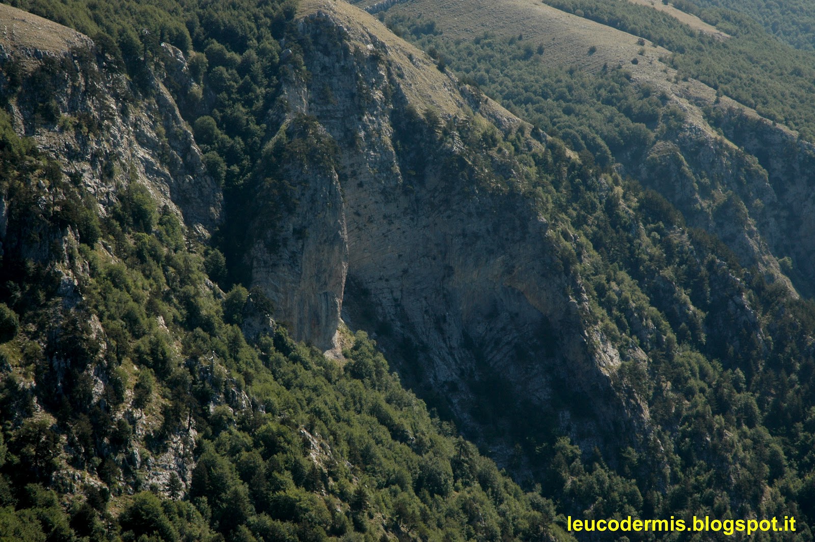 Leucodermis: Diario - 4 agosto 2012