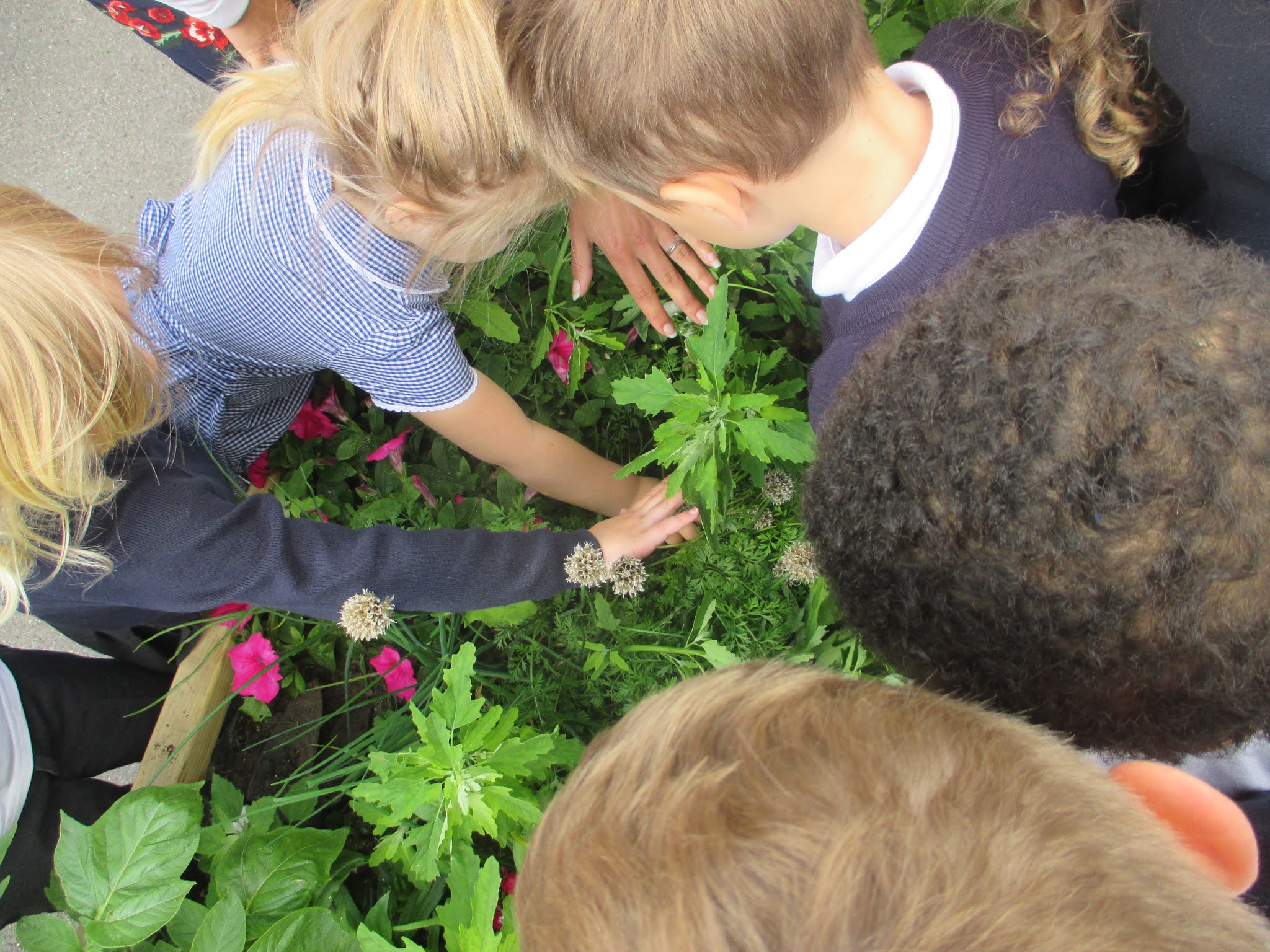 Windhill21: How does your garden grow?