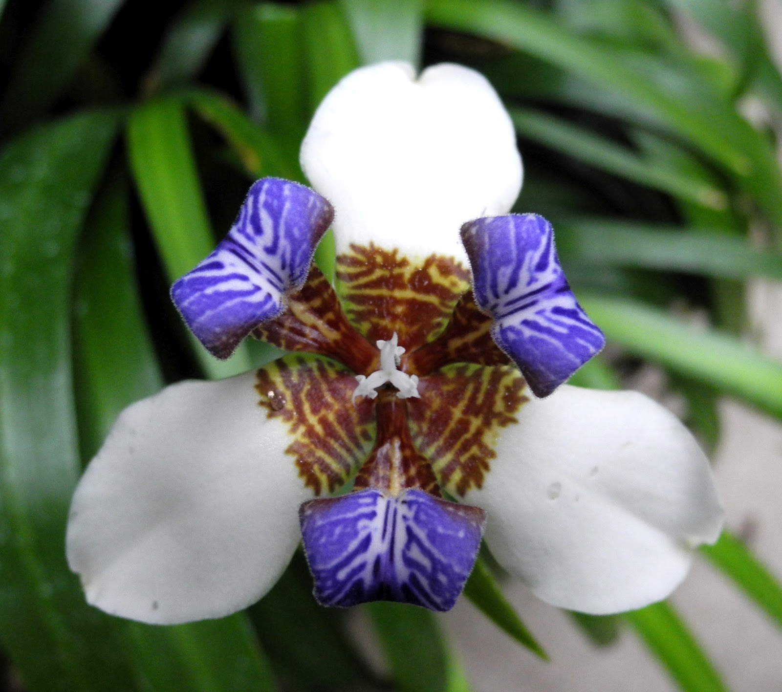 The Phytophactor: Friday Fabulous Flower - Walking Iris