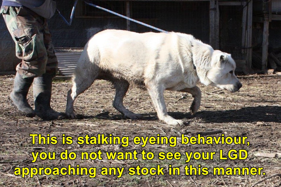 Predator Friendly Ranching : Part 1: Warning signs, play behaviour ...