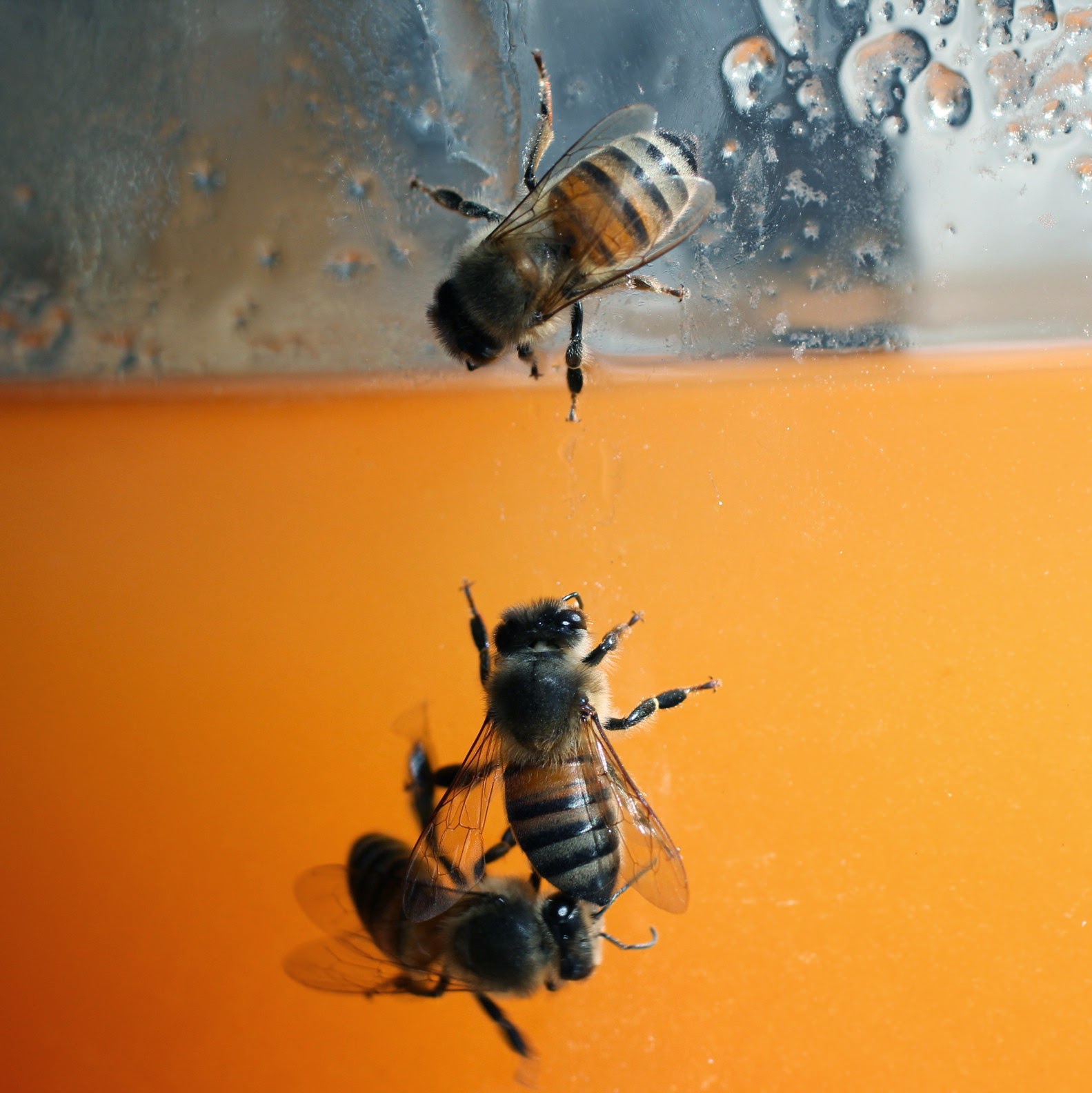 the winnebago diaries: { Free the Bees - The New Buzz }