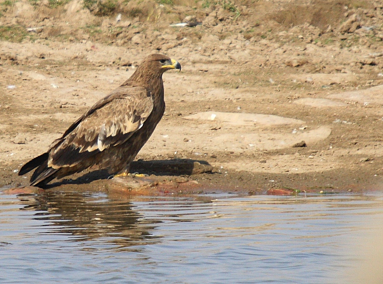 Spreebird wildlife: EAGLES OF PAKISTAN