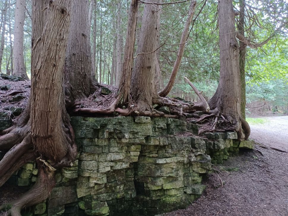 Future Plants by Randy Stewart: Thuja - Arborvitaes