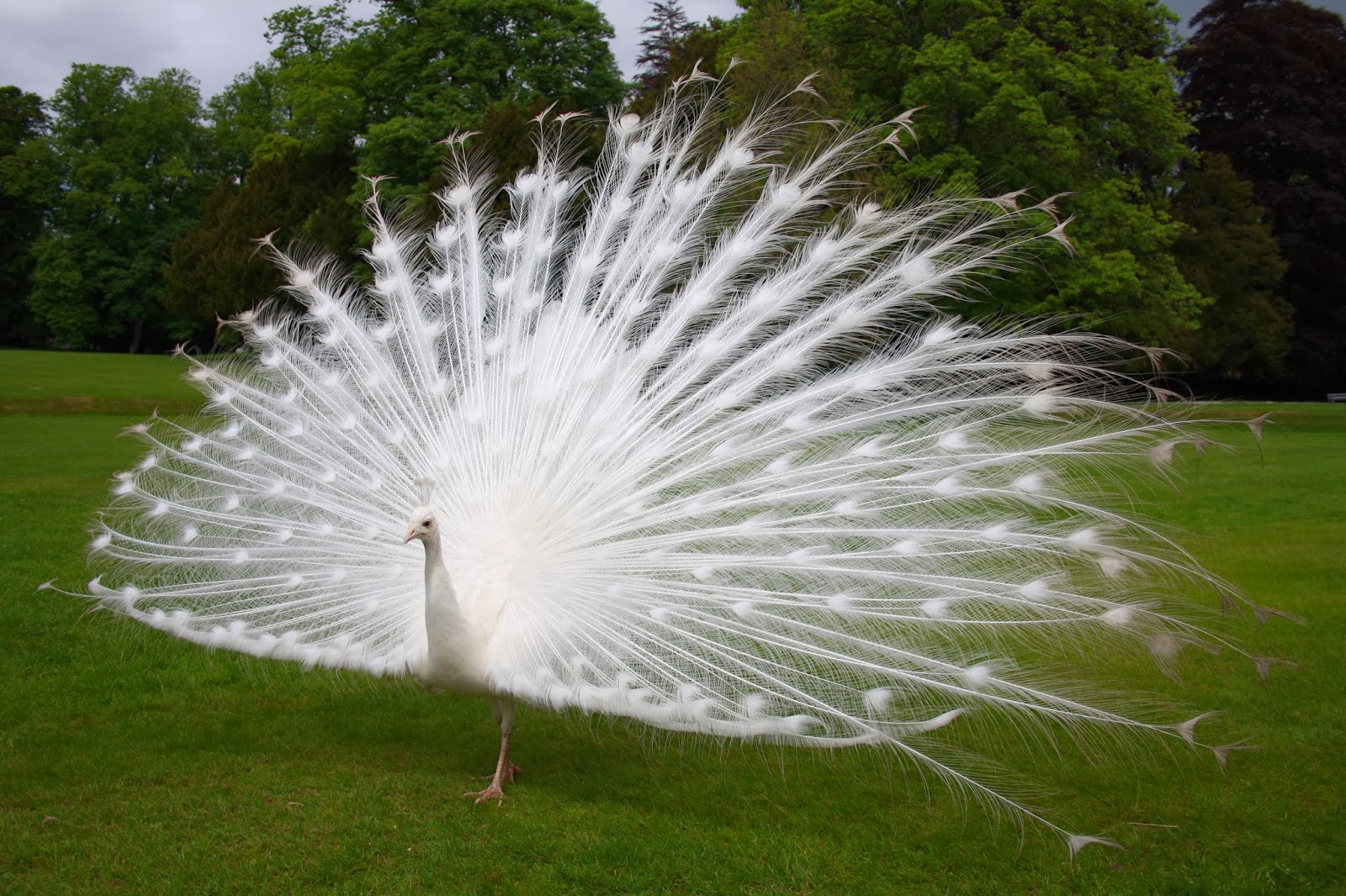 Animals Picture Gallery : White Peacock Bird