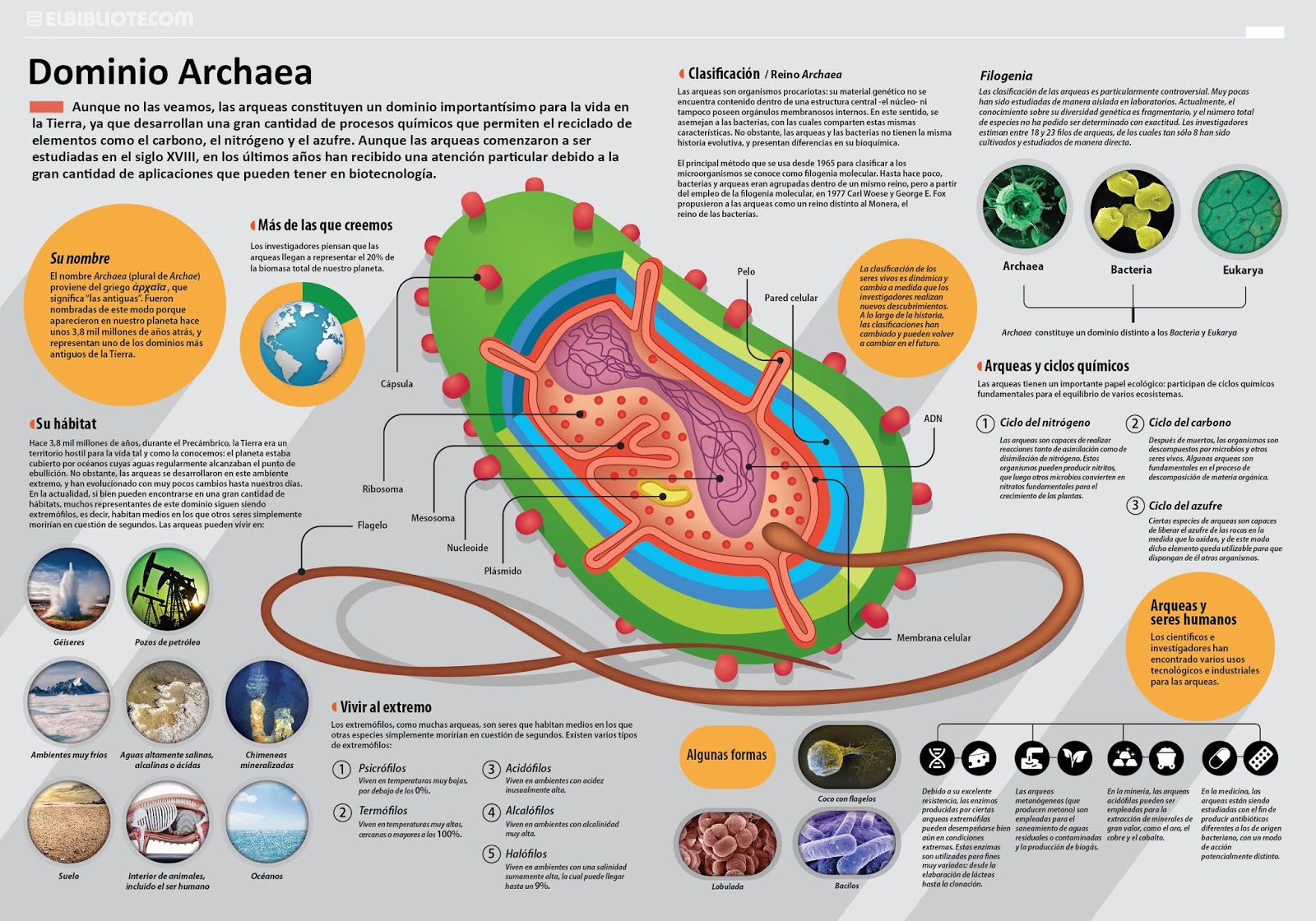 CIENCIA EN LA WEB: Reino Archaea (infografia)