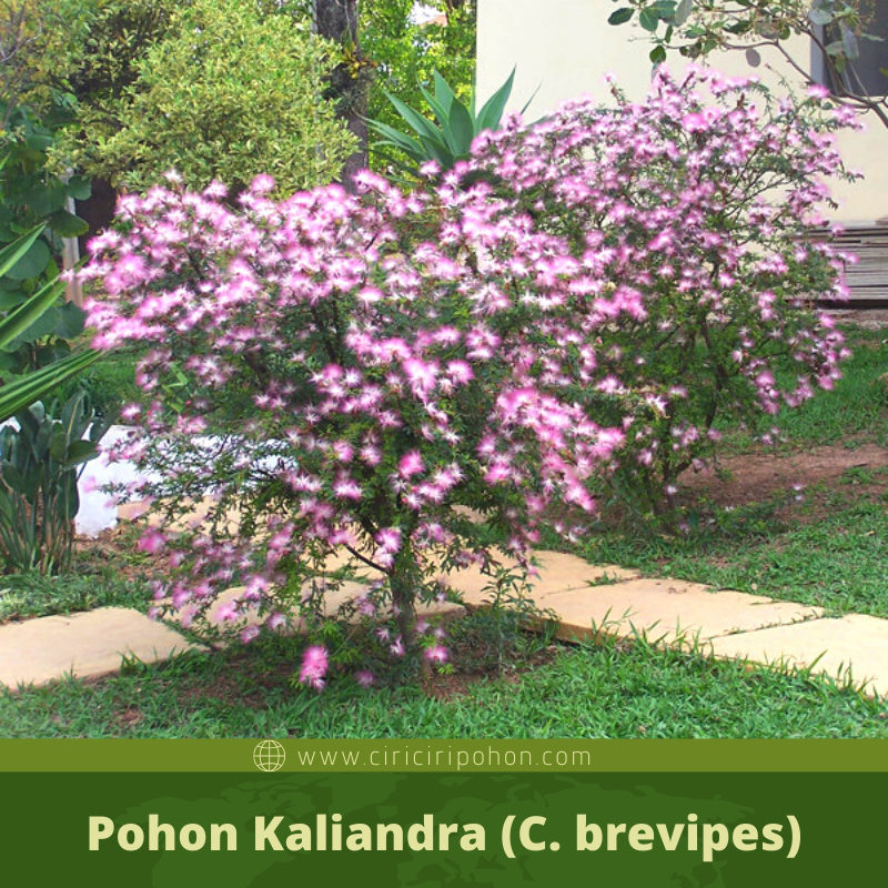 Ciri Ciri Pohon Kaliandra (Calliandra) Di Alam Liar - Ciriciripohon.com