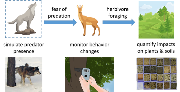 Wolf Urine, Deer Fences and Trophic Cascades