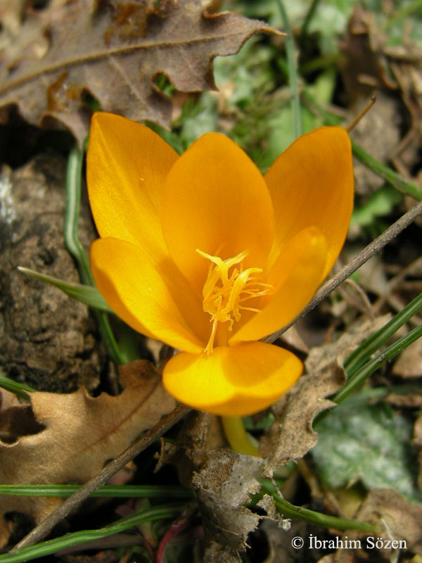 The Country Of Crocuses: Crocus mouradii