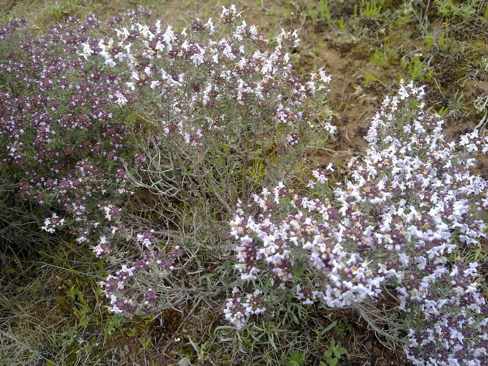 Nájera-Javi Manzanares: El tomillo que cubre los campos. (22/04/2012)