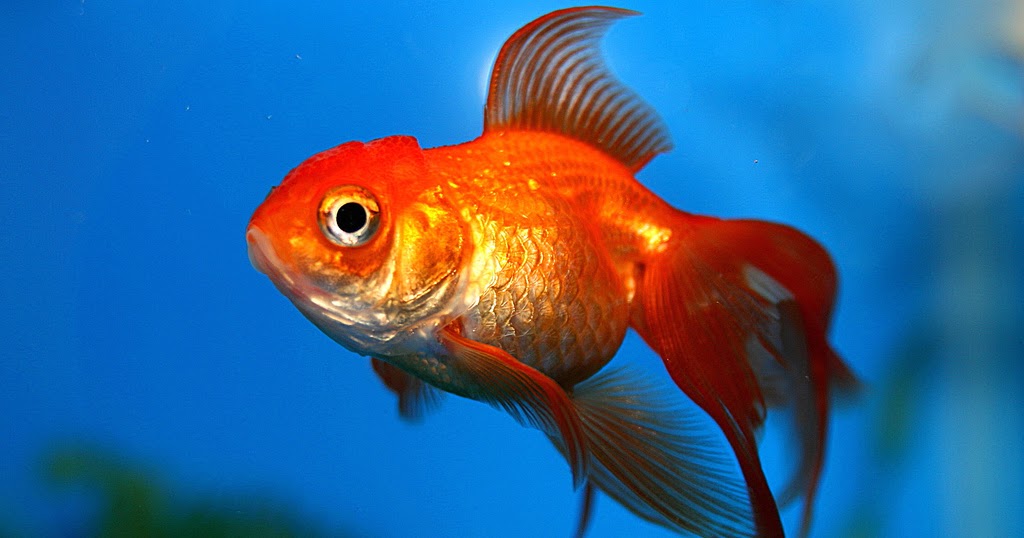 The Importance of Playing Poker With Fish | BlackRain79 - Elite Poker ...