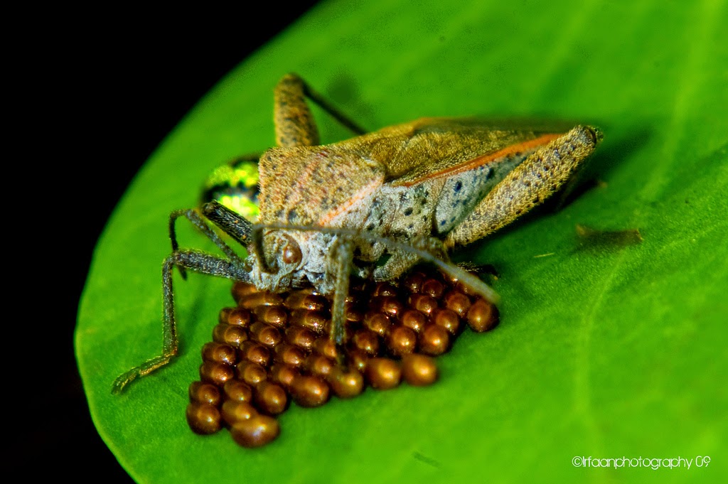 Cosas de niños para la escuela: LA REPRODUCCIÓN: ANIMALES OVÍPAROS Y ...