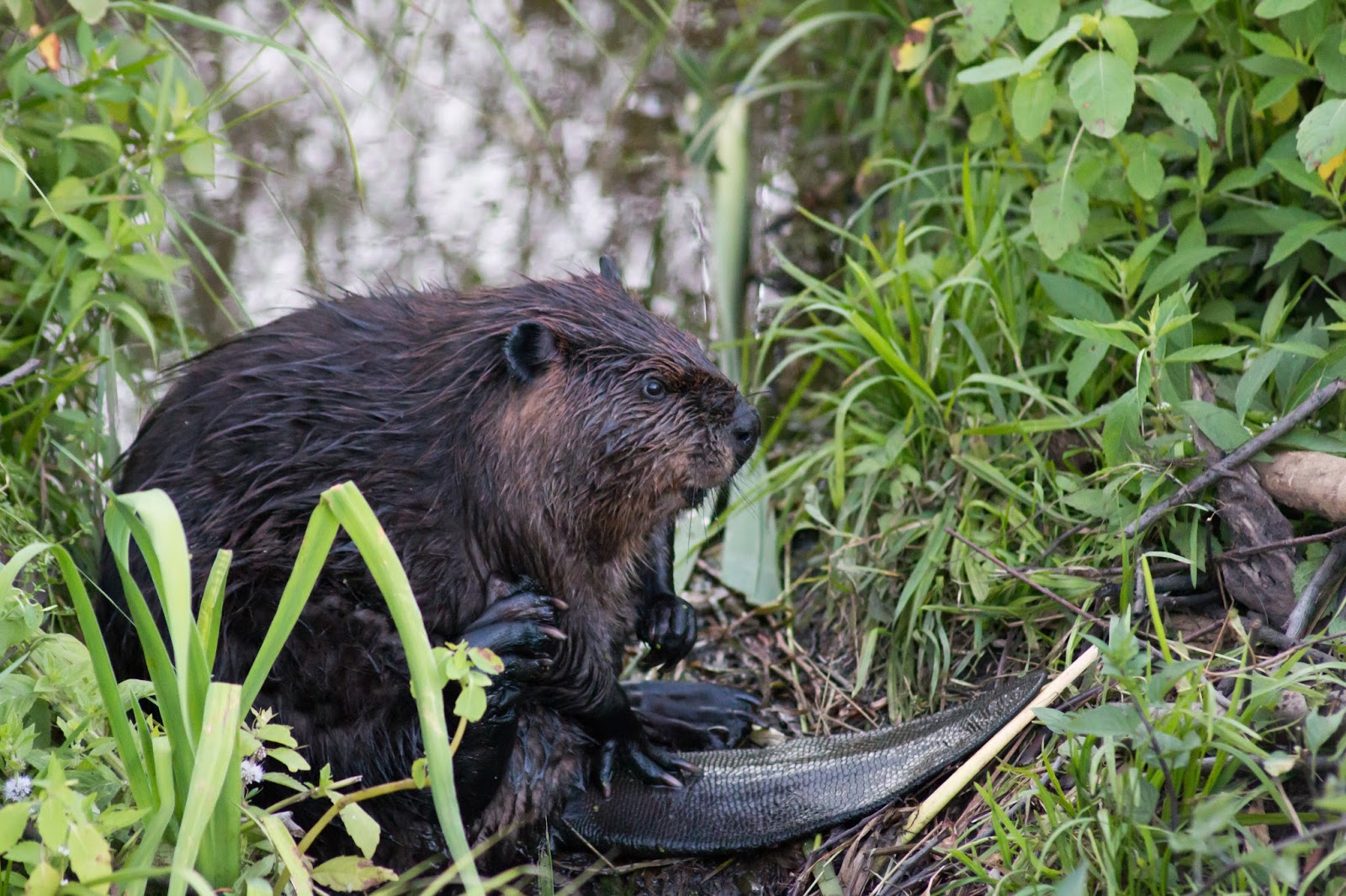 2016 Project 52: Week 30: Classic Canadian Castor