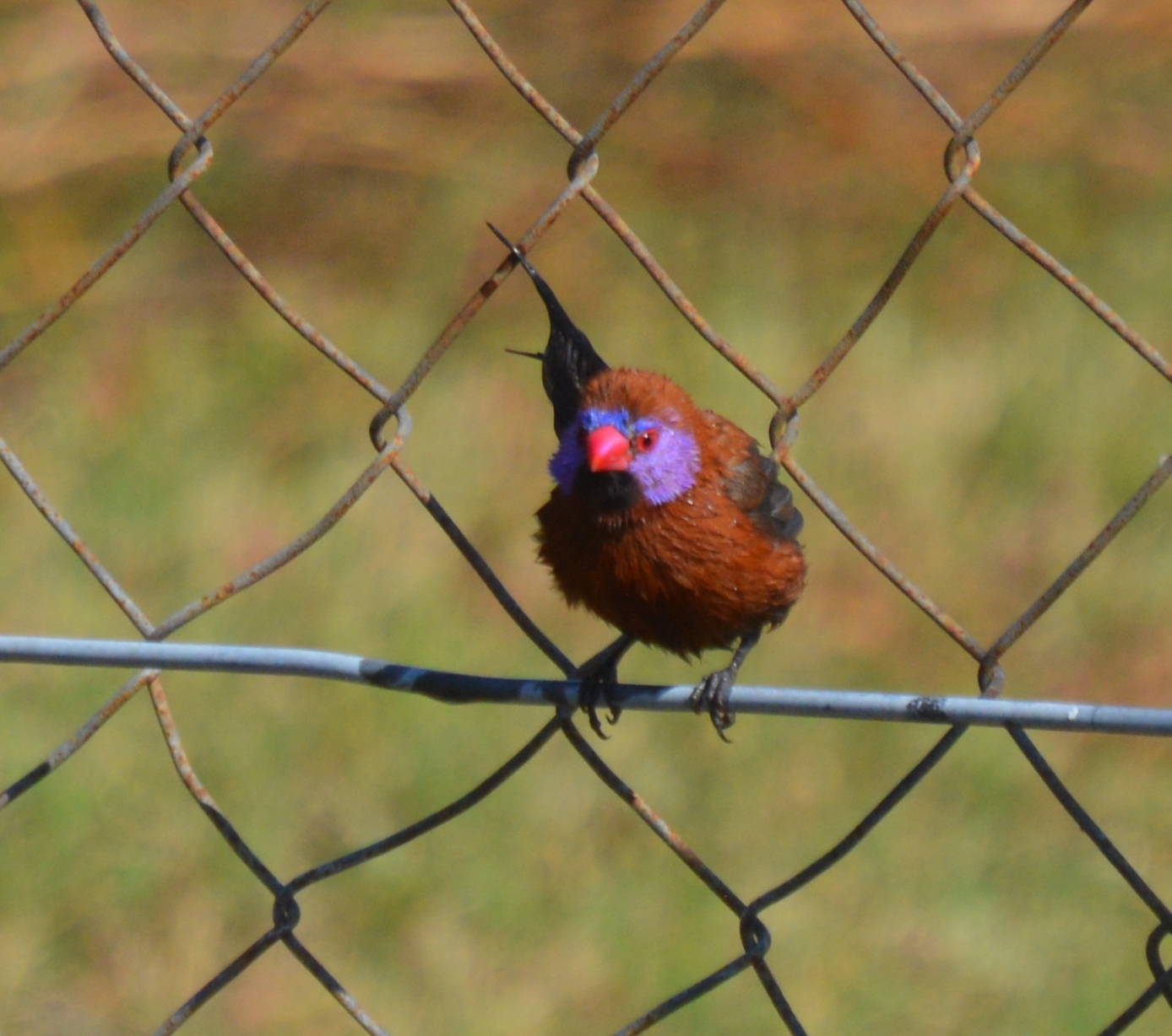 Kameel Huise Tussen Spore : Kameel Stoepstorie: Birds in the gardens ...