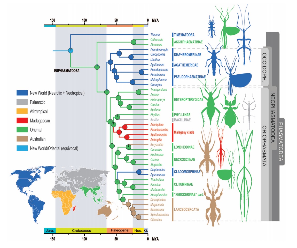 Species New to Science: [Entomology • 2019] Occidophasmata ...