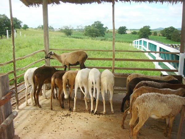 The UK Farm Kluang Johor
