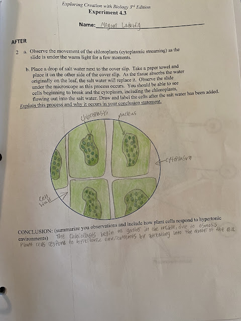 Homeschool Happenings: Apologia Biology