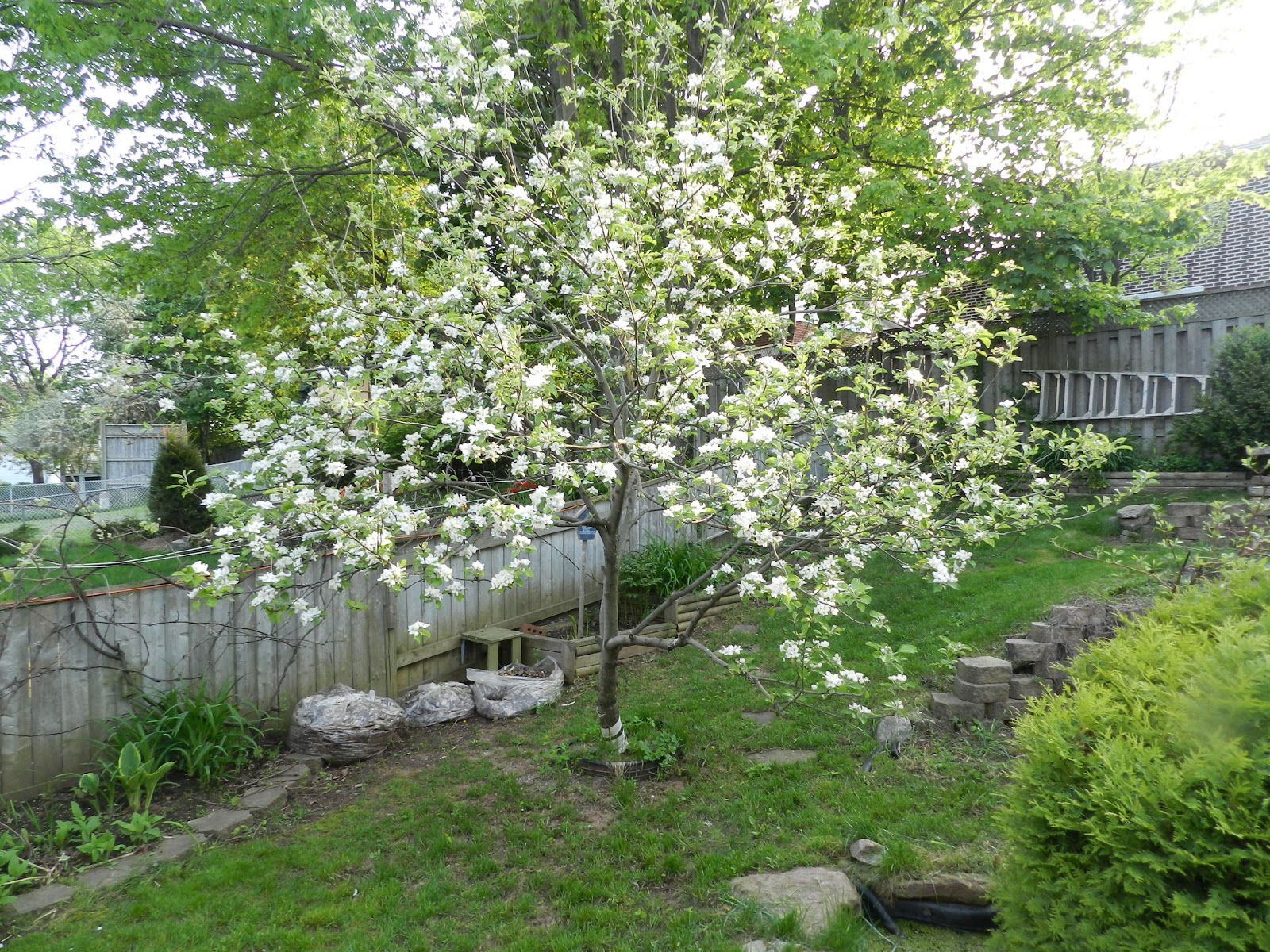 Peering Through a Porthole: Northern Spy Apple Tree