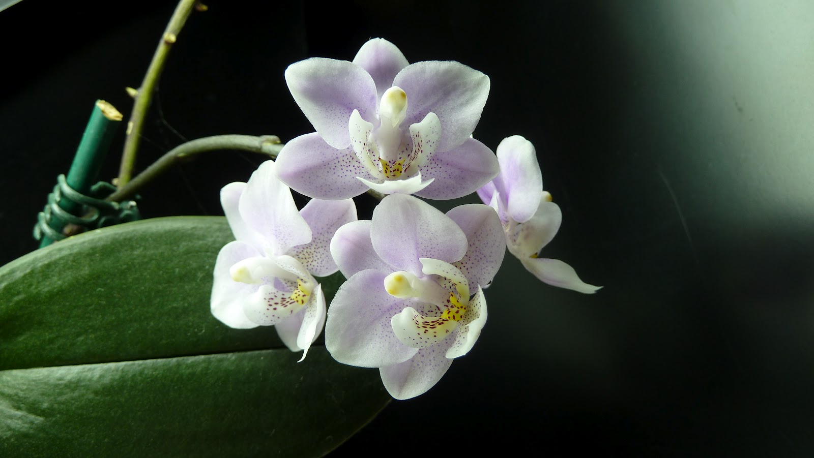 Hooray! Plants!: NOID Mini Phalaenopsis