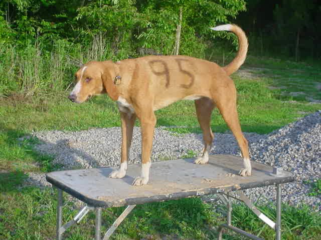 CAIERE CHASE: Concerning the History of the July Foxhound