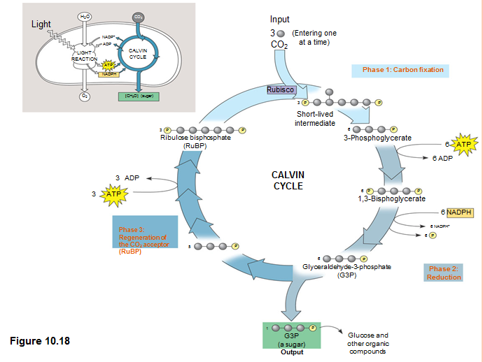 The BioLogs: CAPE 2 - Photosynthesis: Structure of the leaf ...