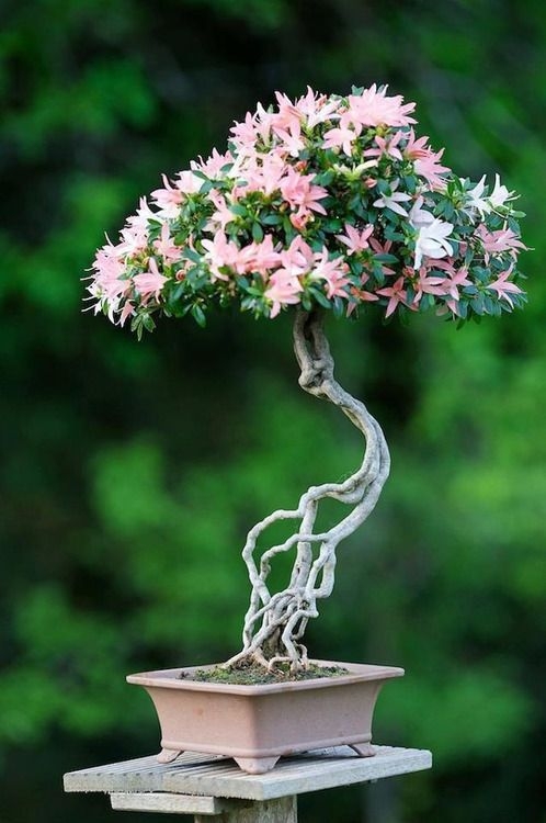 45+ Unique Bonsai Trees Gardening Ideas For Backyard | ARA HOME