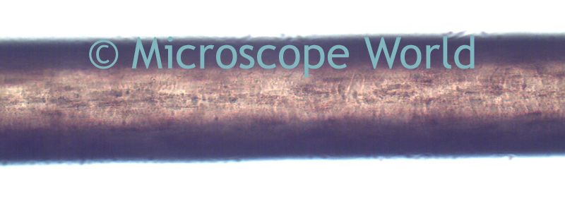 Microscope World Blog: Hair Repair under the Microscope